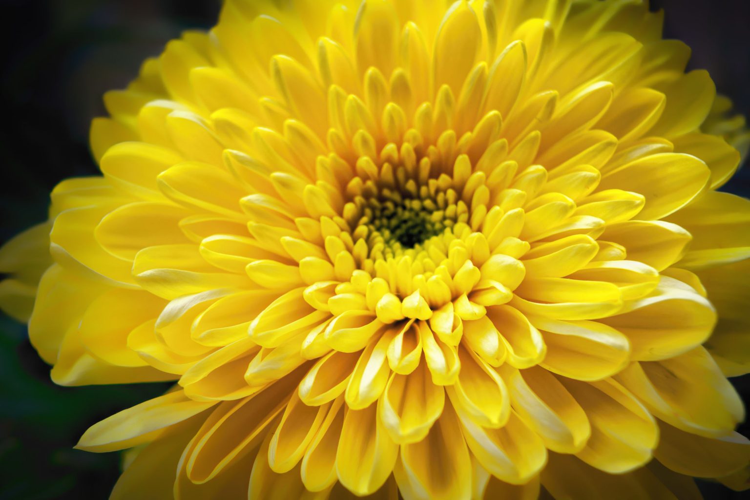 The 10 Most Beautiful Japanese Flowers