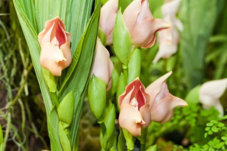 The 30 Most Beautiful Orchids in the World