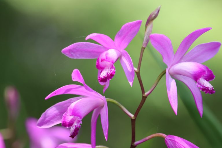 The 30 Most Beautiful Orchids in the World