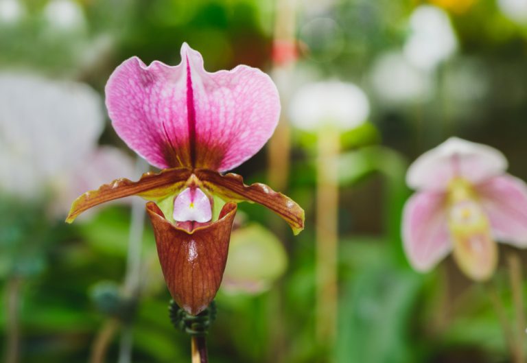 The 30 Most Beautiful Orchids in the World