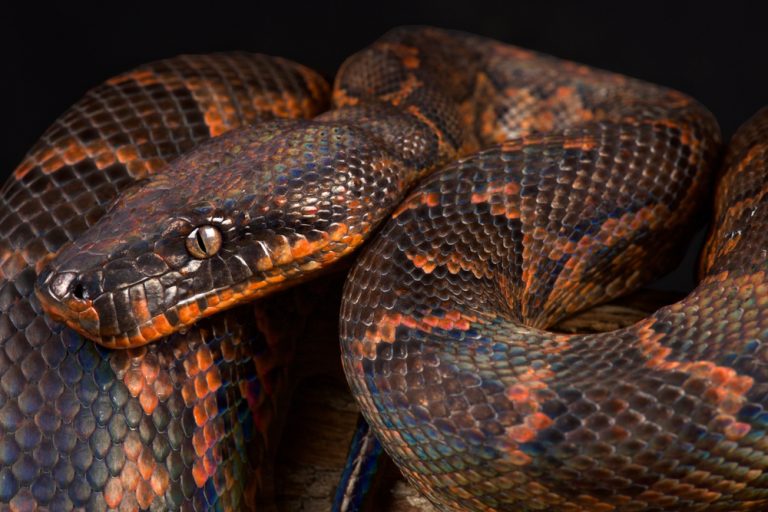 What is the National Animal of Haiti?